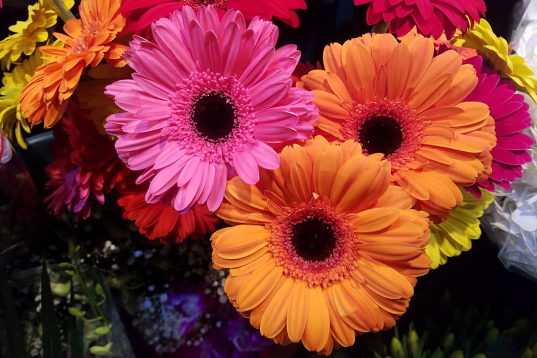 Gerberi, cvijeće koje nije samo za buket